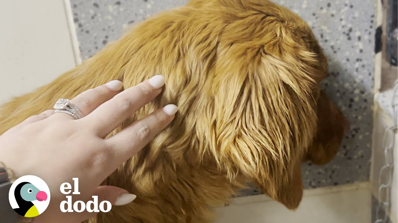 Perro rescatado estaba aterrorizado de salir a la calle | El Dodo - YouTube