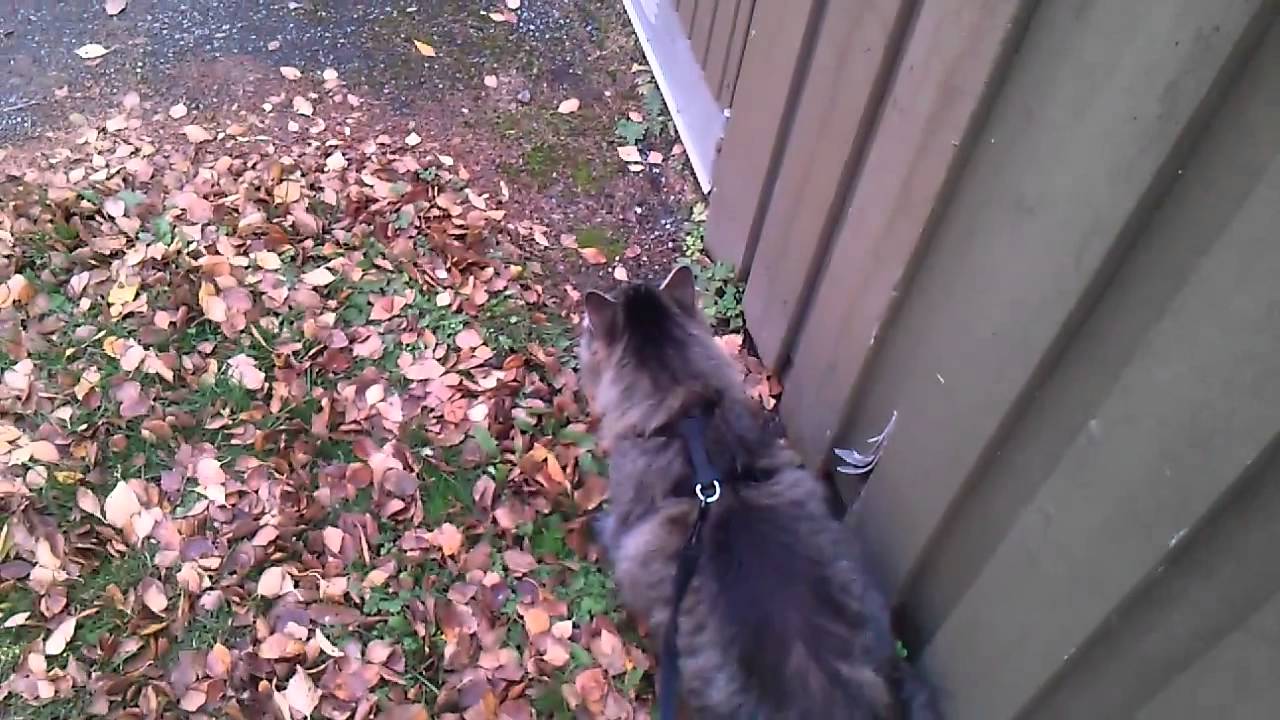Cat vs Magpie - YouTube