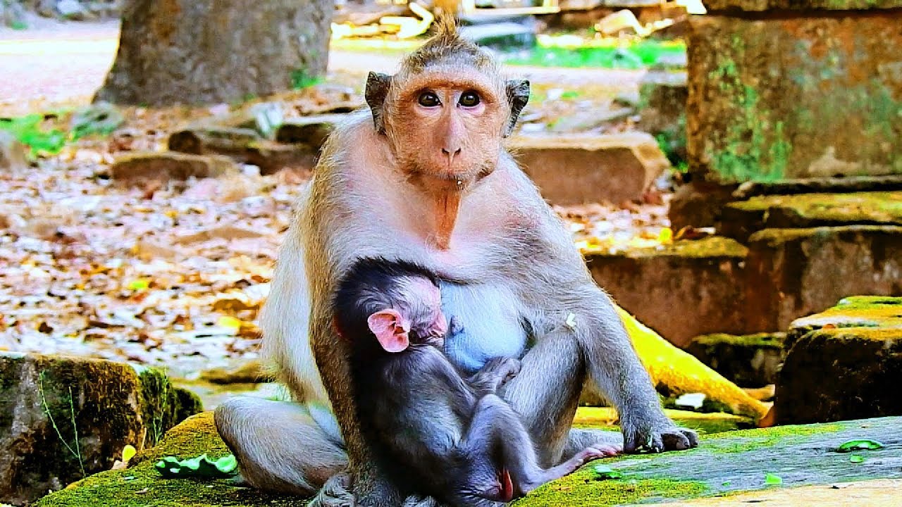 Young mom jinx is a good nurse for baby & Compassionate mother... - YouTube