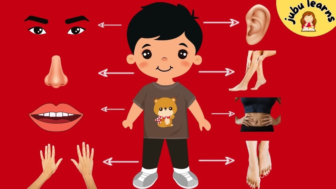 Learn BODY PARTS FOR KIDS. | parts of body names in english - YouTube