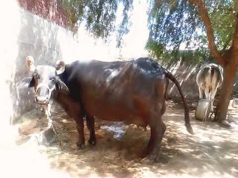 Mura bofelo milk 14litar 70,000 - YouTube