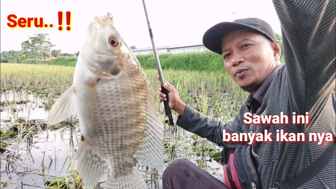 Sawah ini jadi ladang ikan..‼ fishing fish - YouTube