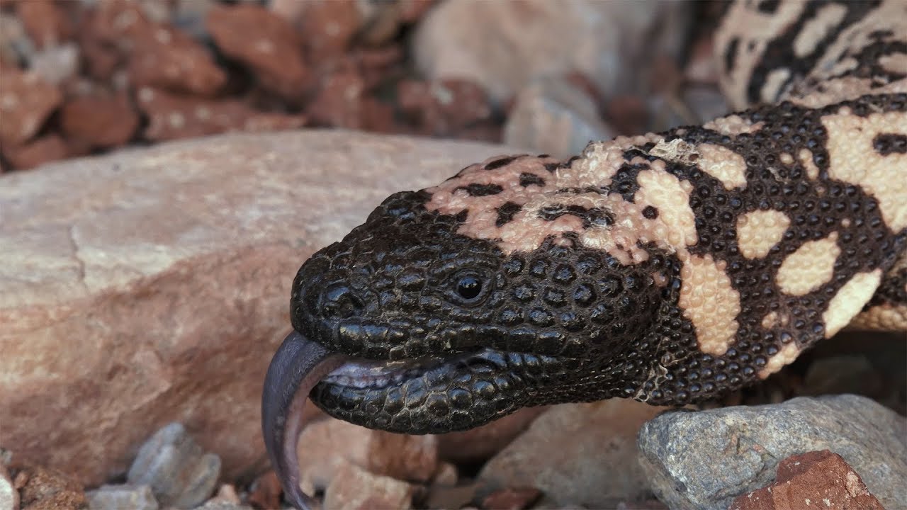 Monsters Live Here ~ Red Rock Canyon National Conservation Area - YouTube