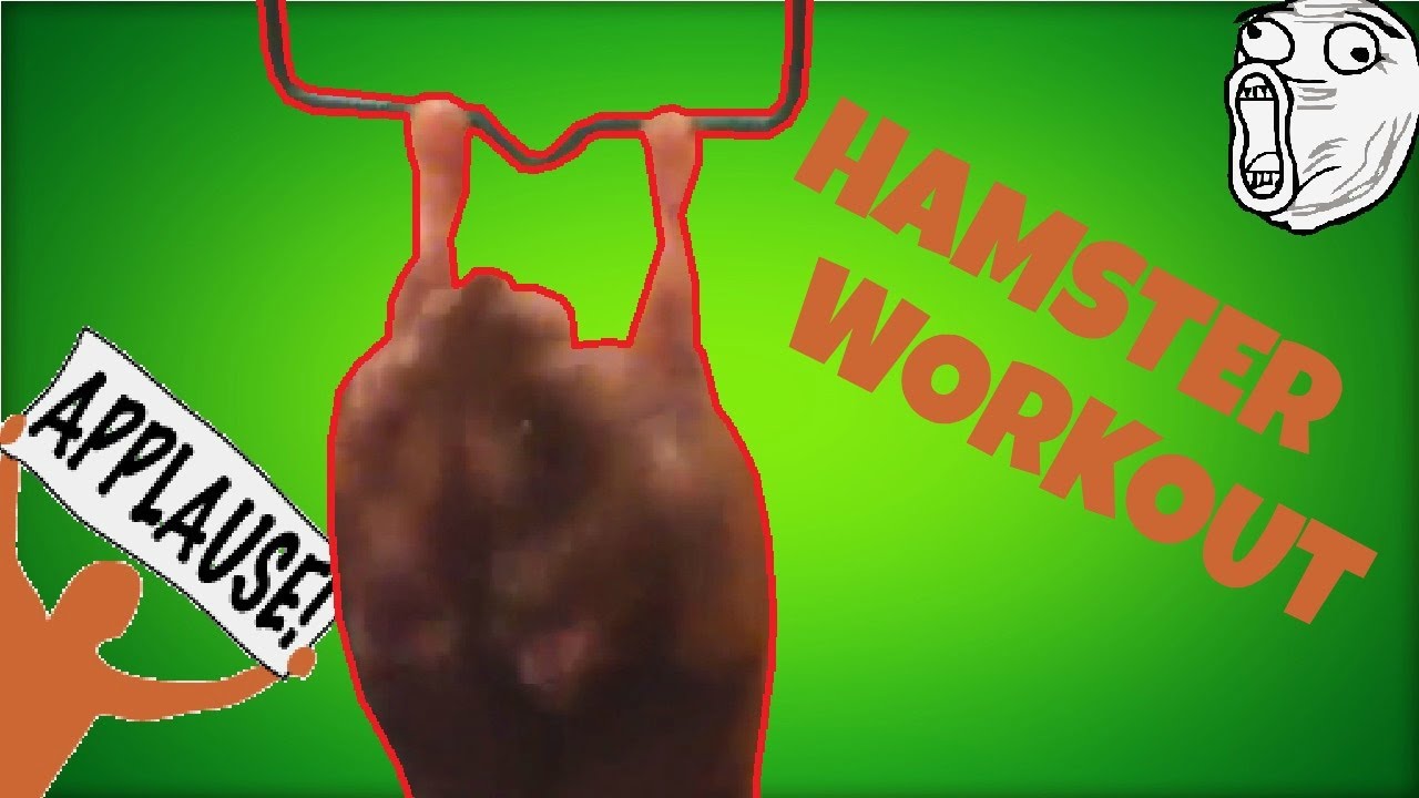 Hamster Workout | Parkour | - YouTube