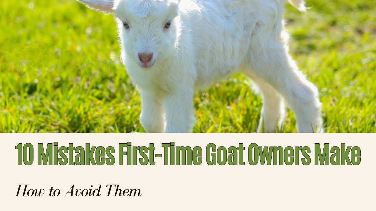 10 Common Mistakes First-Time Goat Owners Make and How to Avoid Them ...