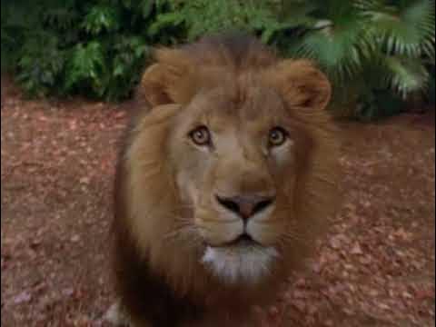 Lion (George of the jungle 1997) Sounds - YouTube
