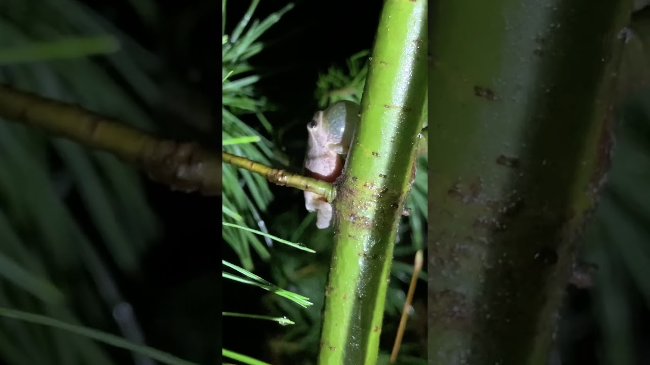 Spring Peeper calling - YouTube