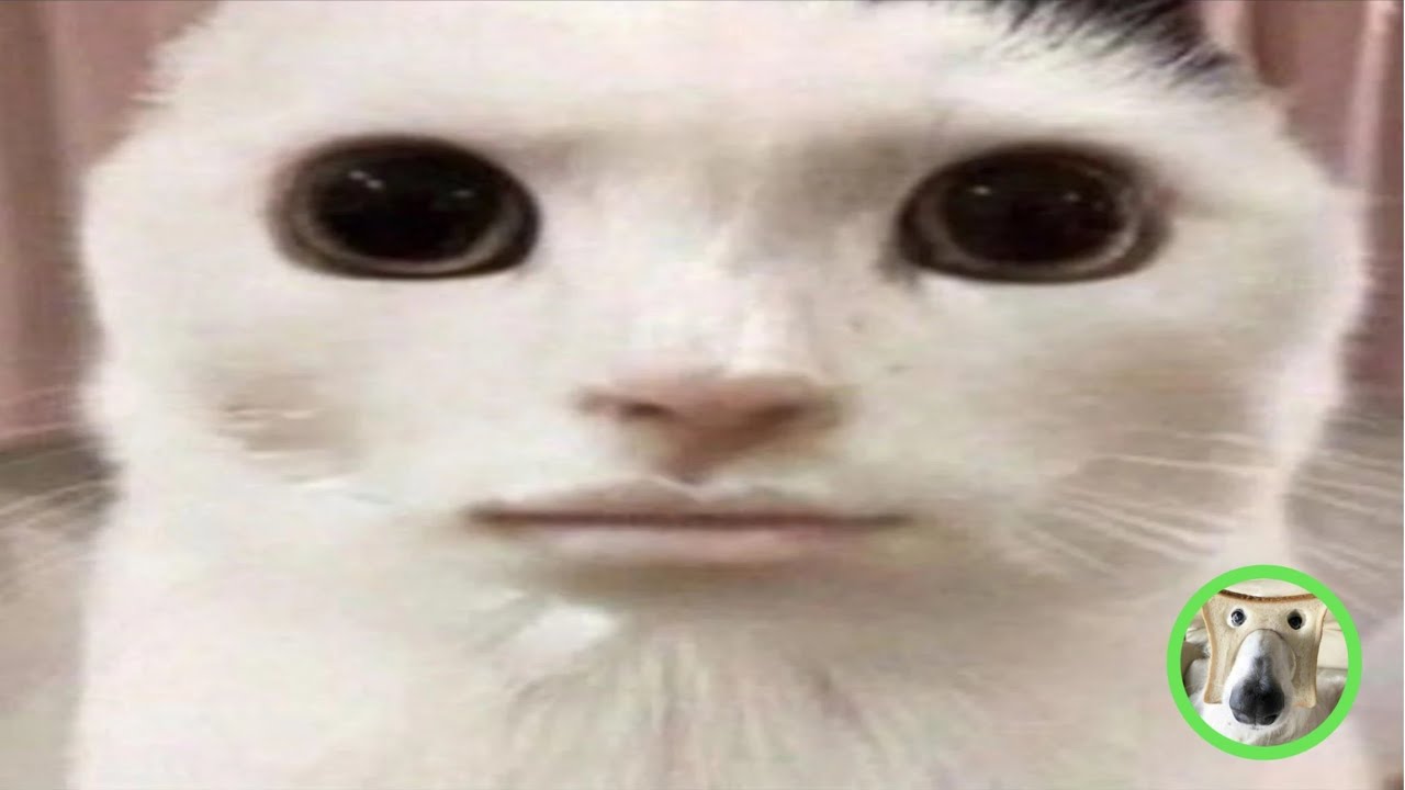 top 5 talking animals - YouTube