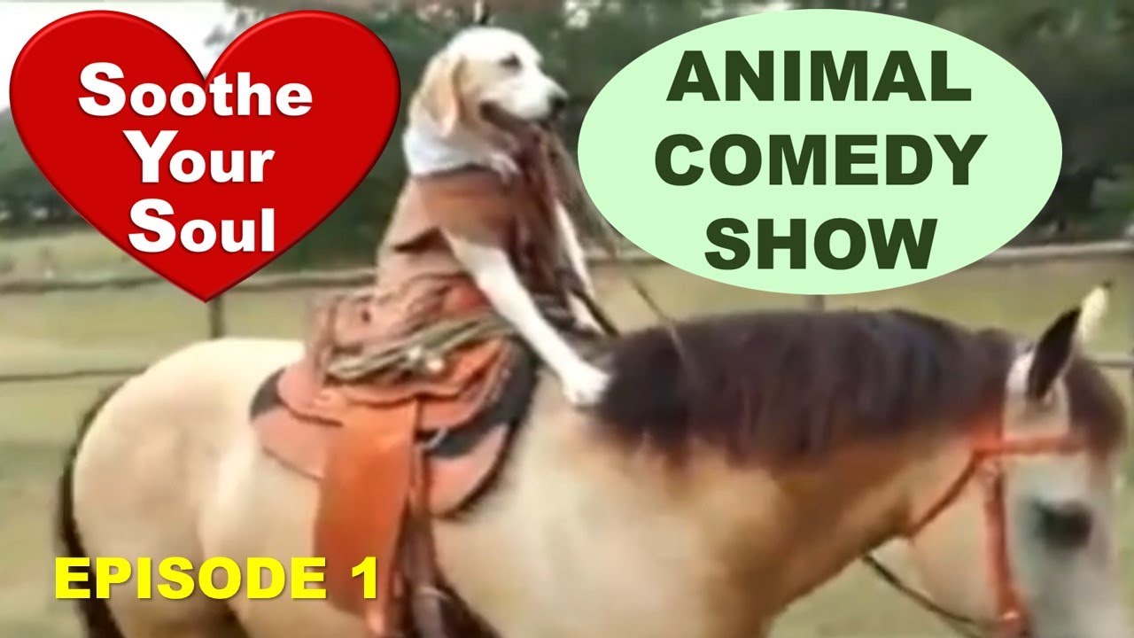 Animal Comedy Show EPISODE 1 - YouTube