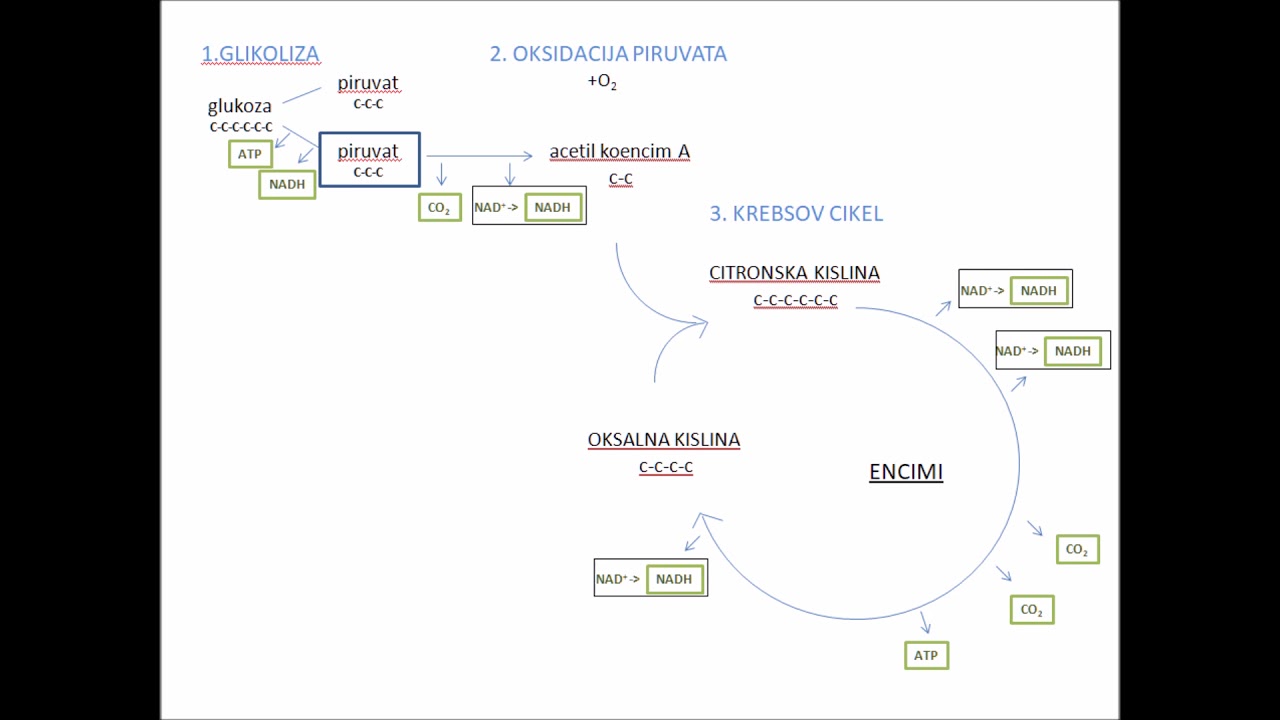 krebsov cikel - YouTube