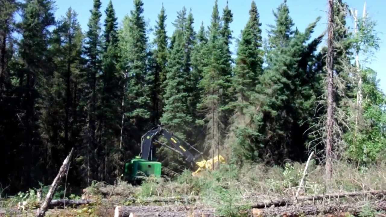 Pulp Wood Harvest - Feller Buncher - YouTube