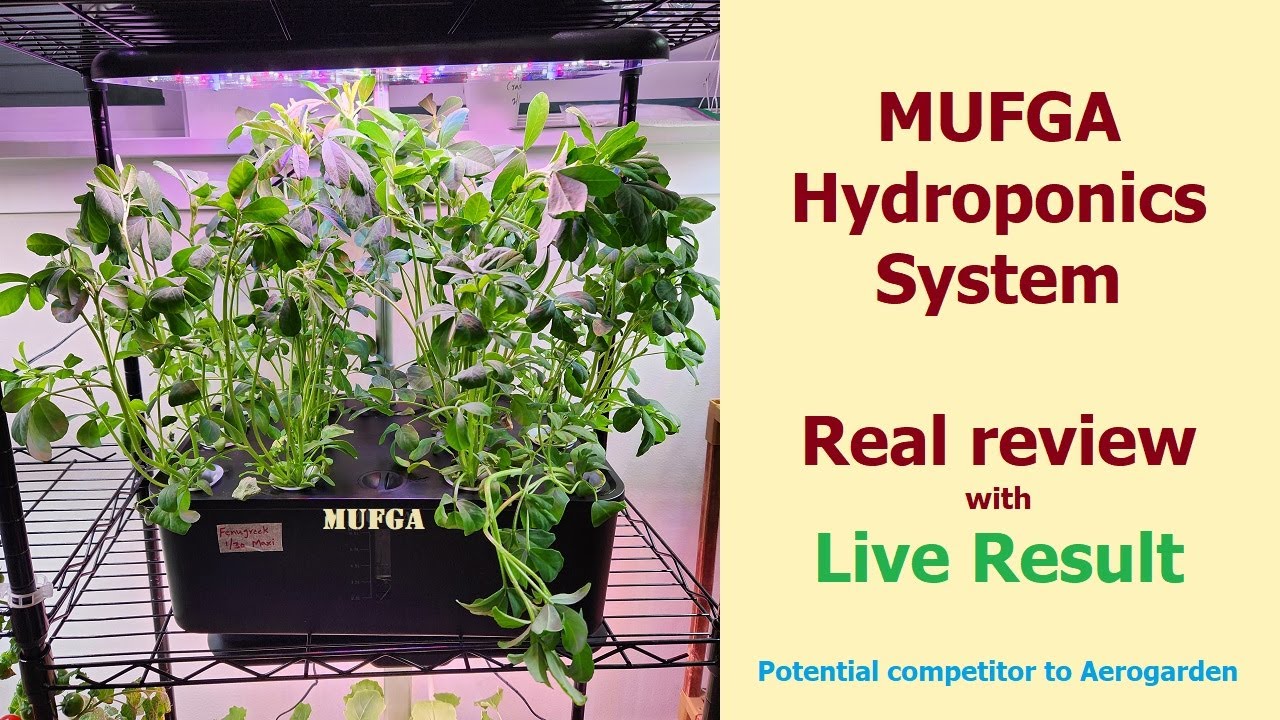 Fenugreek (Methi) in MUFGA Hydroponics System - A real review - Potential competetor for ...