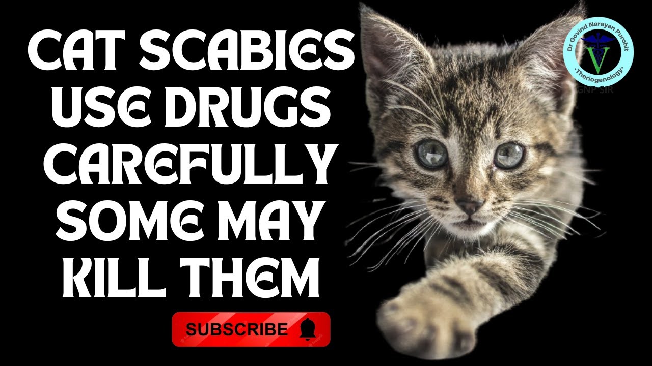 Decoding Cat Scabies: Signs, Therapy, and Safe Treatment Options I GNP ...