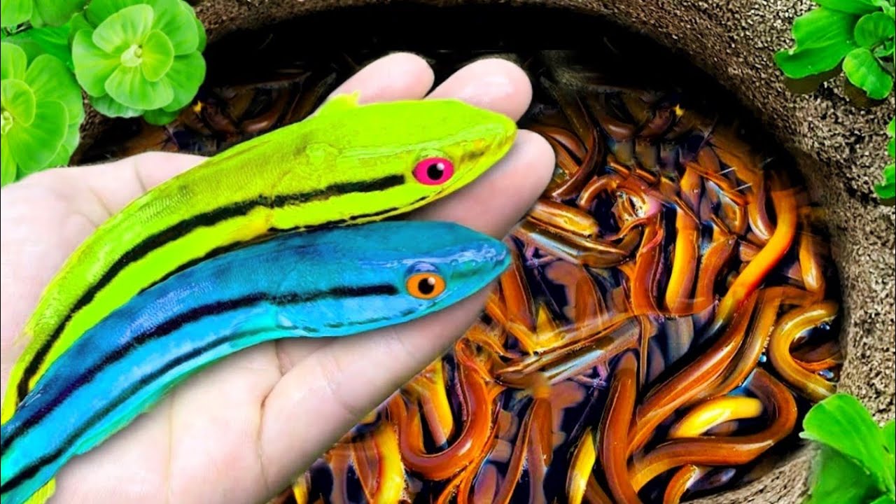 WowCatching Strange Fish In Giant Surprise Colorful koi, Kim Kim Fish ...