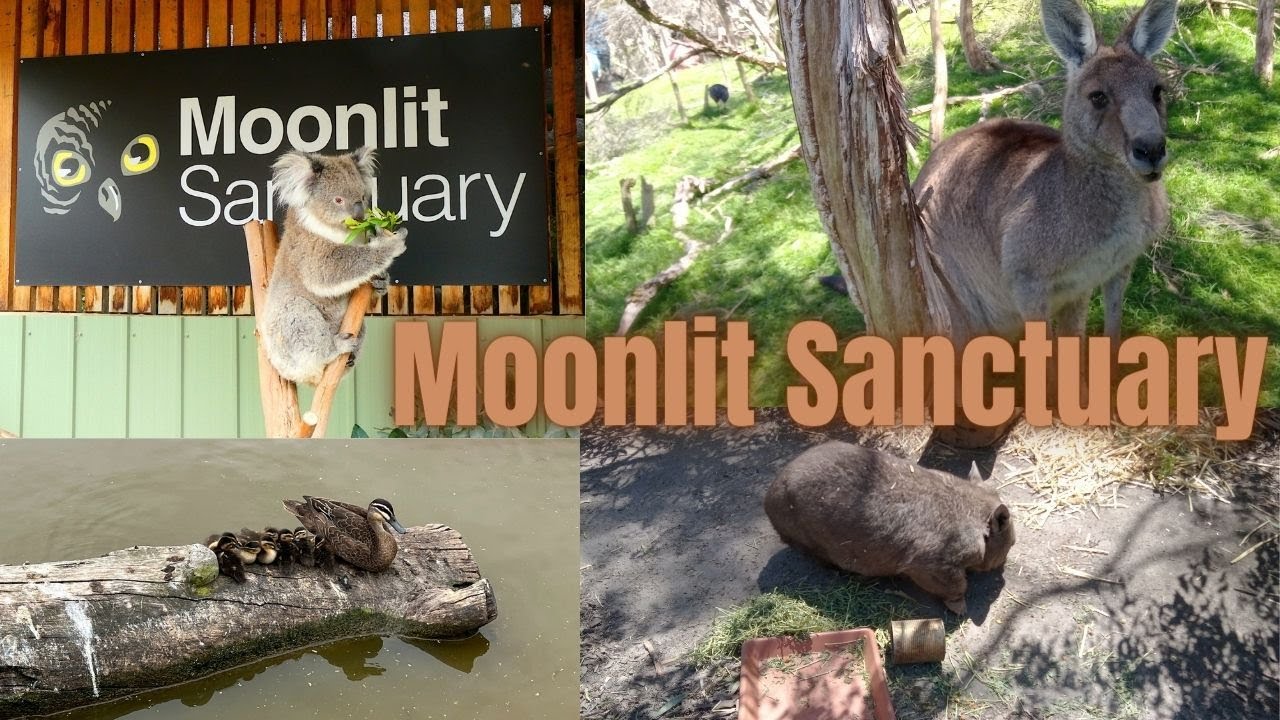 Moonlit Sanctuary Wildlife Conservation Park, Pearcedale VIC ,Australia ...