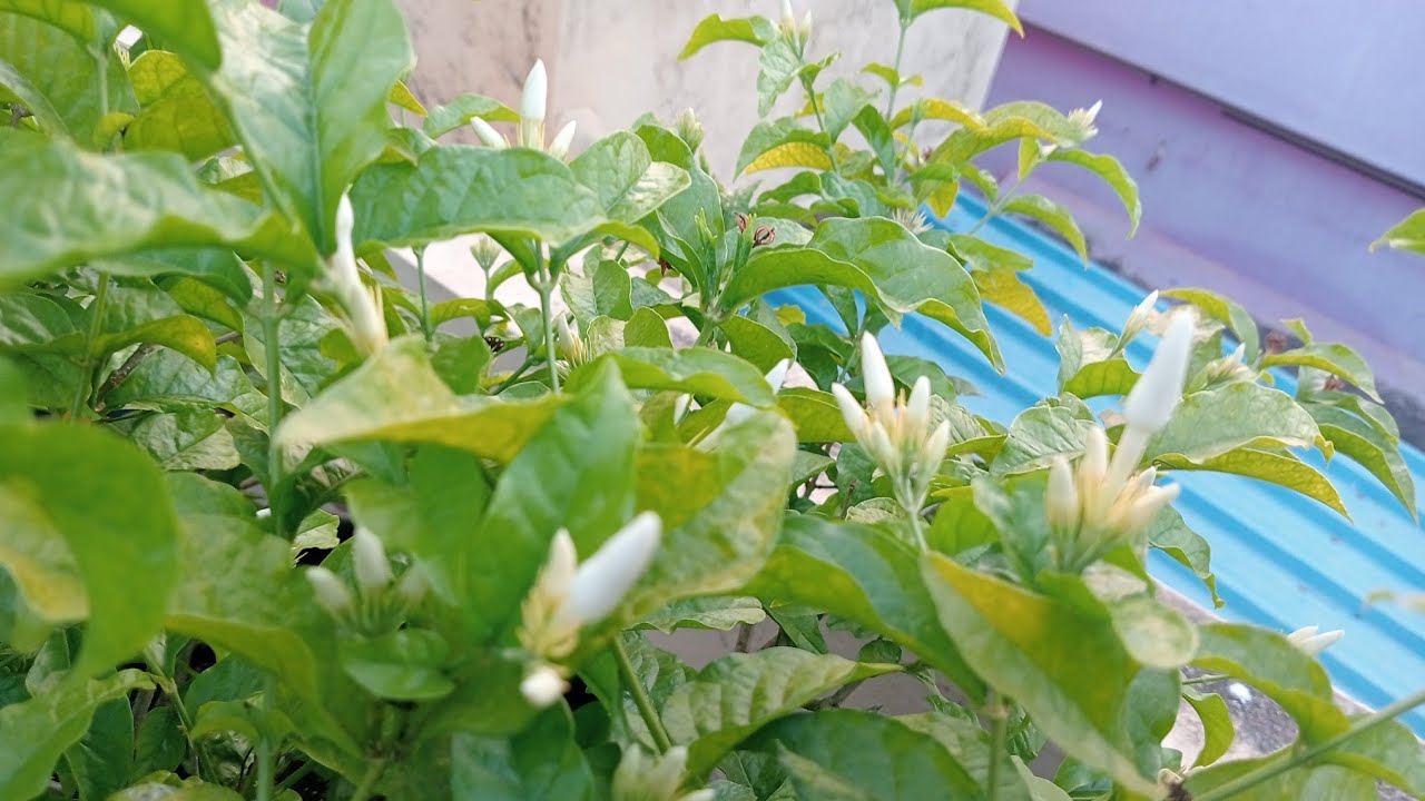Udupi Malli plant/ Terrace garden/ மாடித்தோட்டத்தில் உடுப்பி மல்லை ...