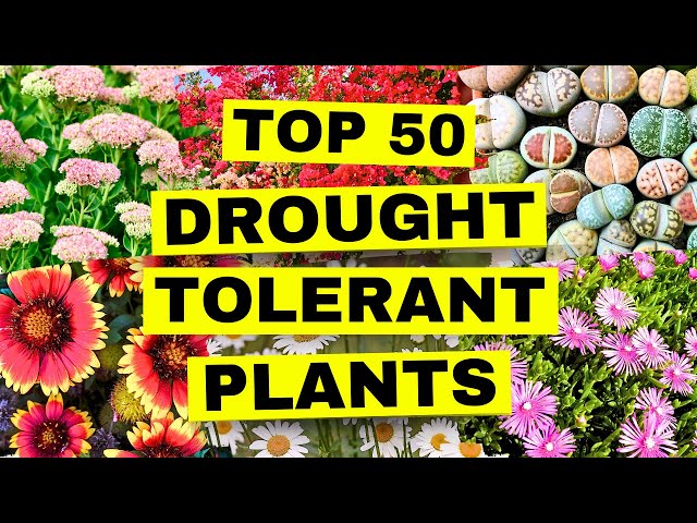 Low Water Flowering Plants 17 Of The Best Flowering Houseplants For