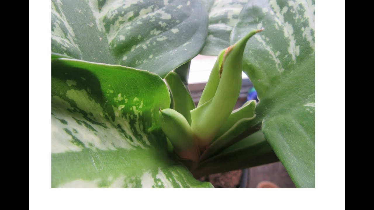 DUMB CANE, Dieffenbachia IN BLOOM - YouTube