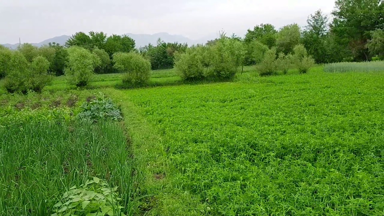 Shin laghman charbagh - YouTube