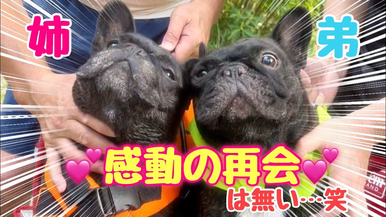 【夏休み】姉弟1年ぶり感動の再会！なんてものはそこには無い【フレンチブルドッグ】 Youtube
