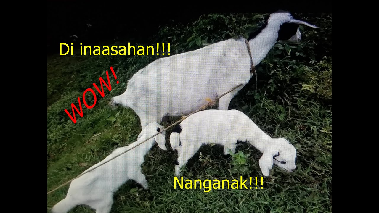 KAMBING...NATIVE! - YouTube