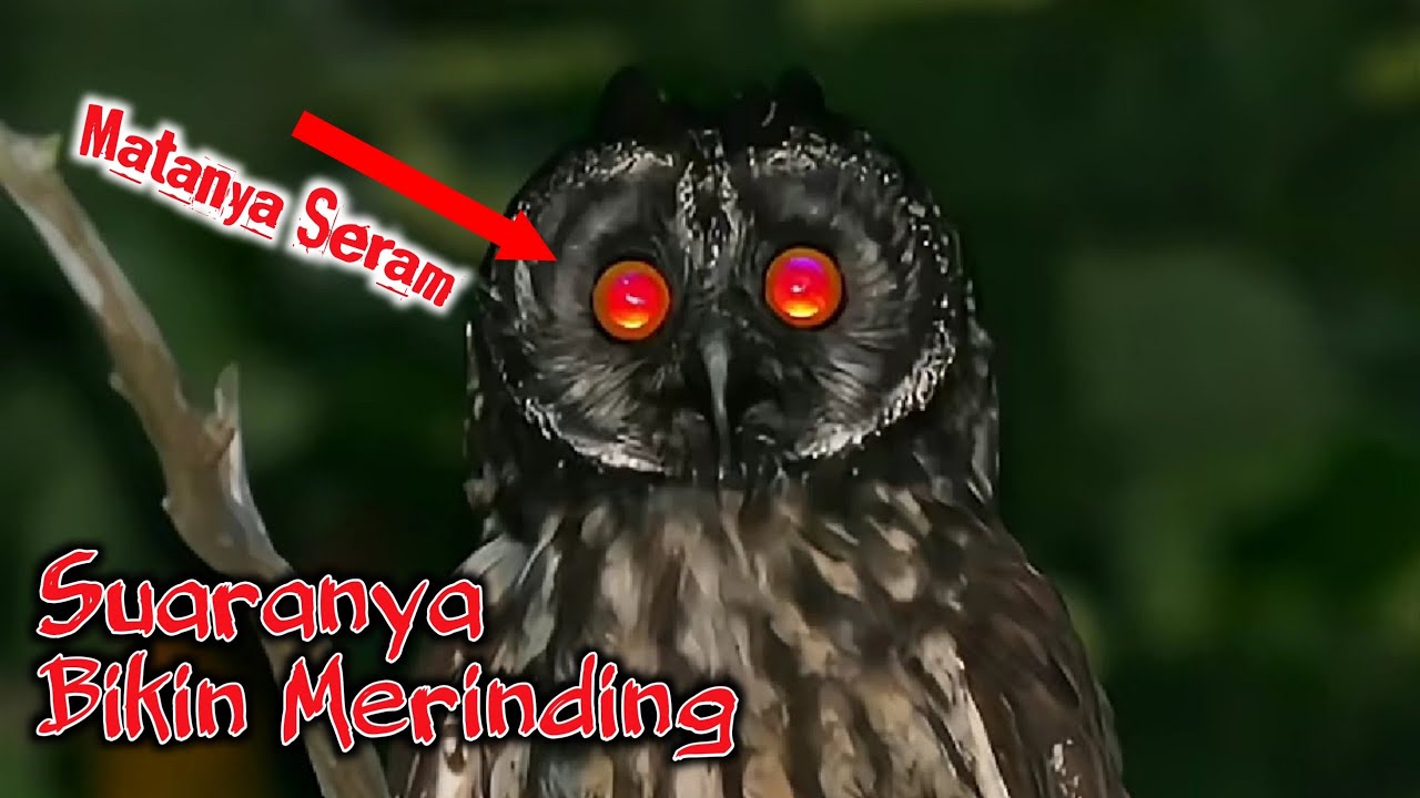 Matanya Seram‼️ Dengarkan Suara Burung Hantu Menyeramkan - Bikin ...