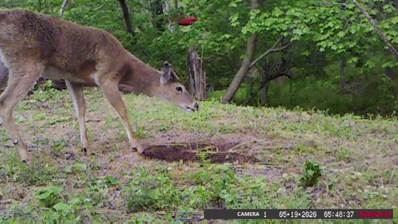 Eastern Red Fox Kits Playing - NJ - YouTube