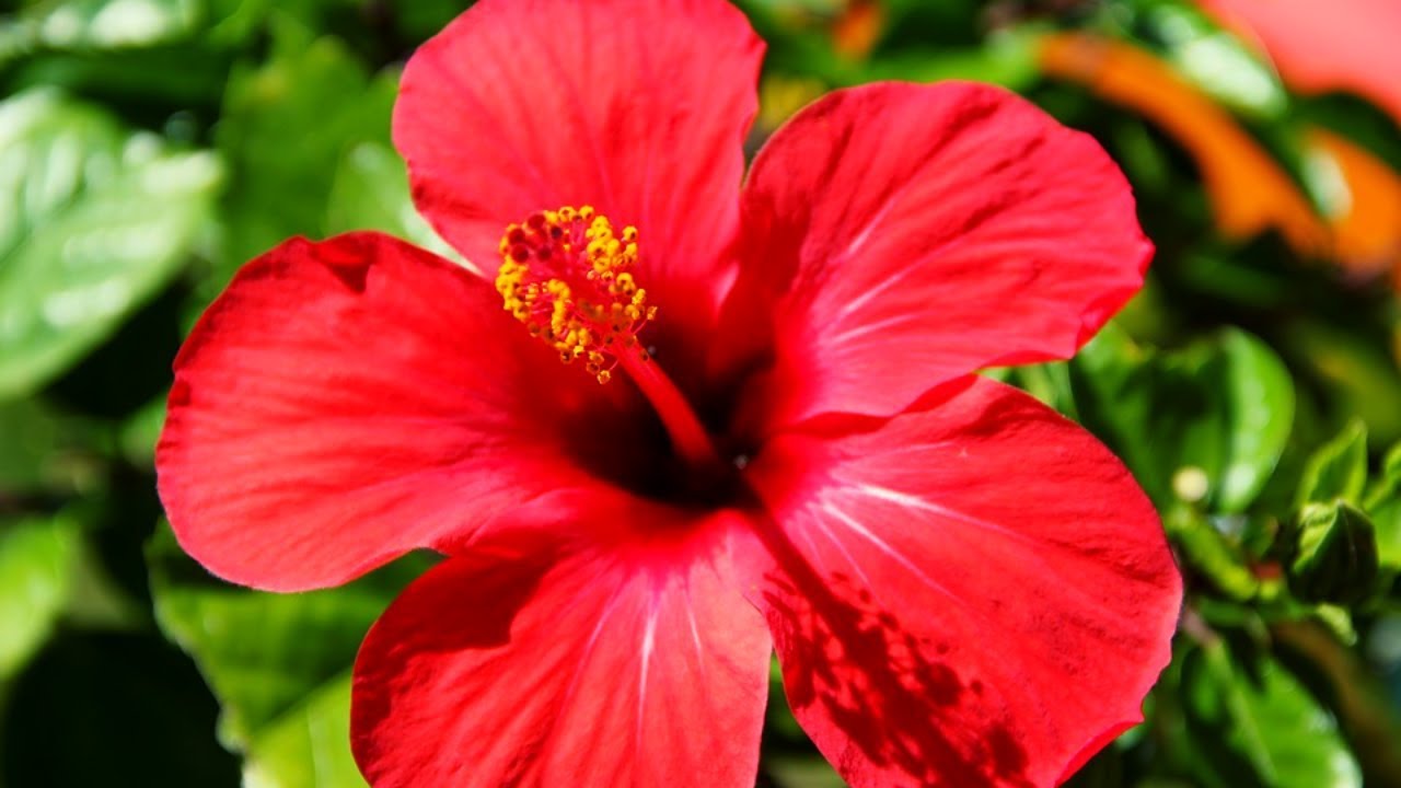 CONOCE PARA QUE FUNCIONA ESTA FLOR Y SUS BENEFICIOS - YouTube