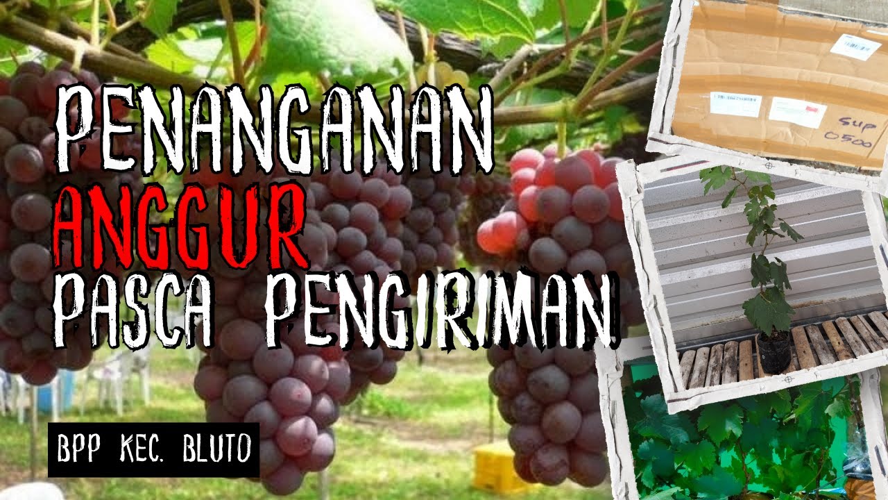 PENANGANAN BIBIT ANGGUR PASCA PERJALANAN PENGIRIMAN ǁ ANGGUR IMPORT ...