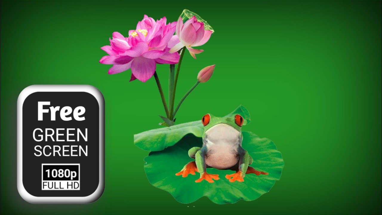 Red eyes frog green screen video effects | green screen flower | frog ...