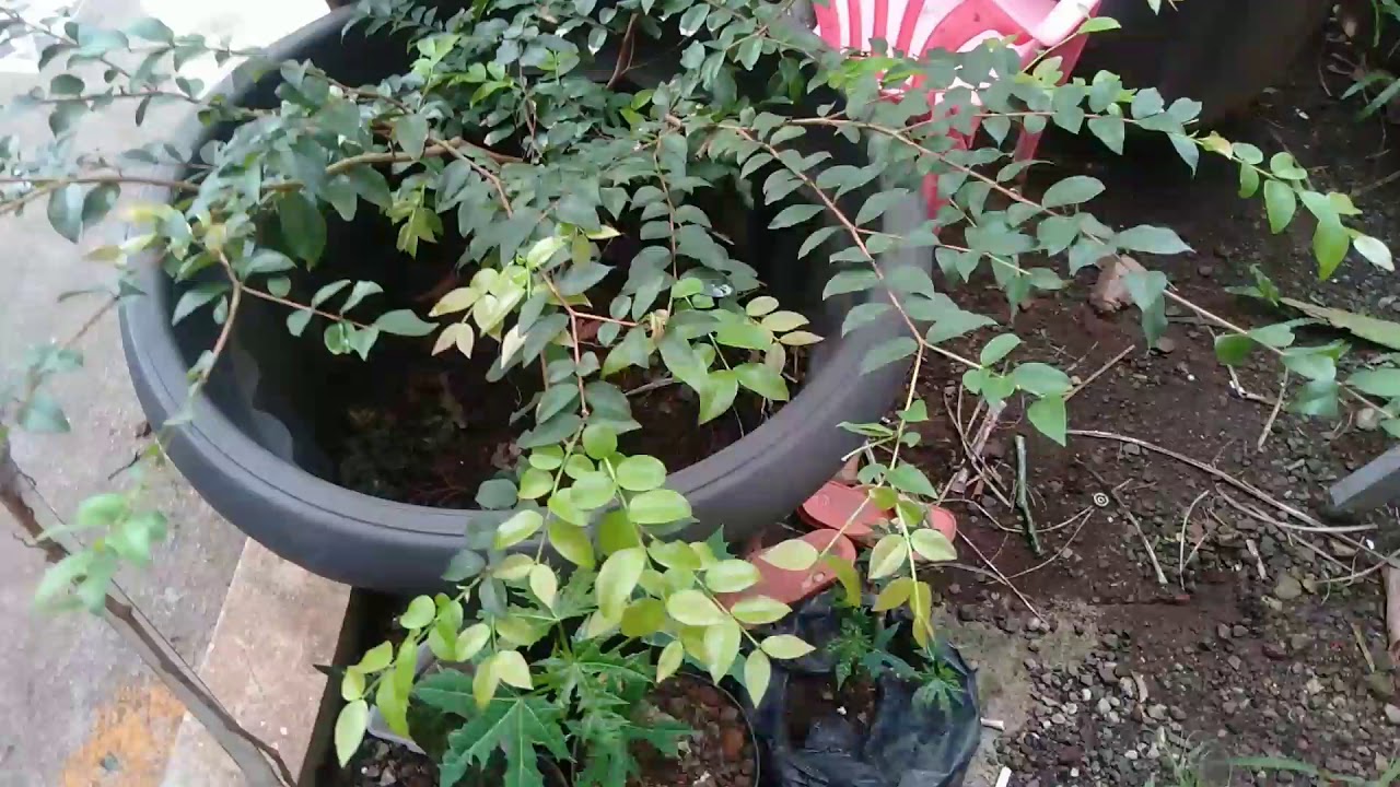 Anggur brazil tambulan pot 2 thn - YouTube