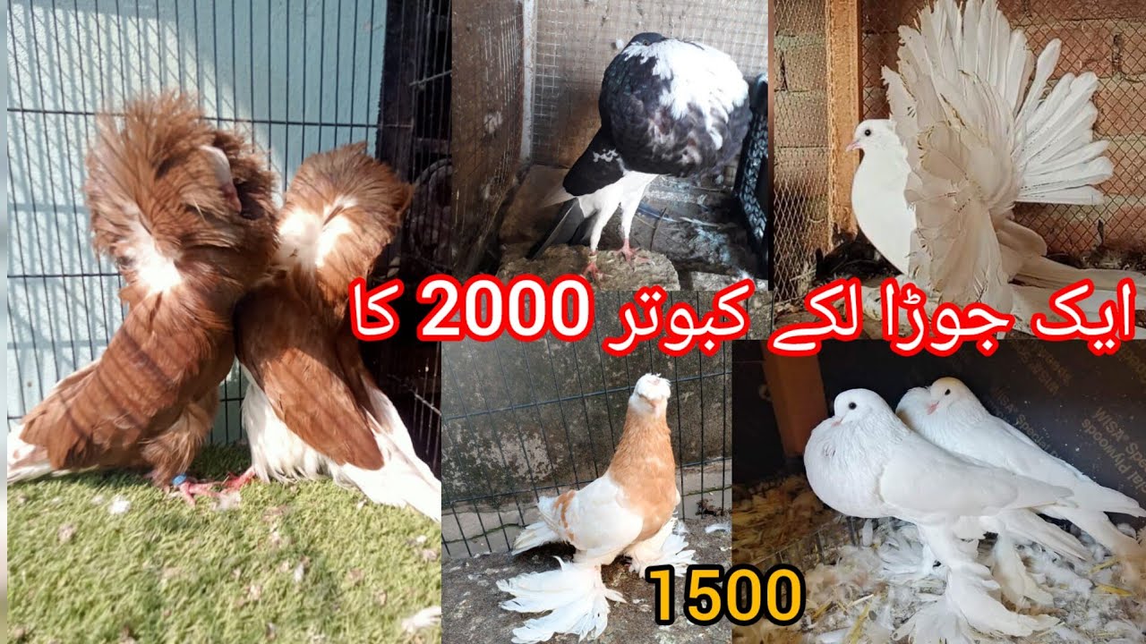 Red and white Jacobin pigeons Black Mukhi Fancy Pigeons $ lucky kabootar 2024 for sale - YouTube