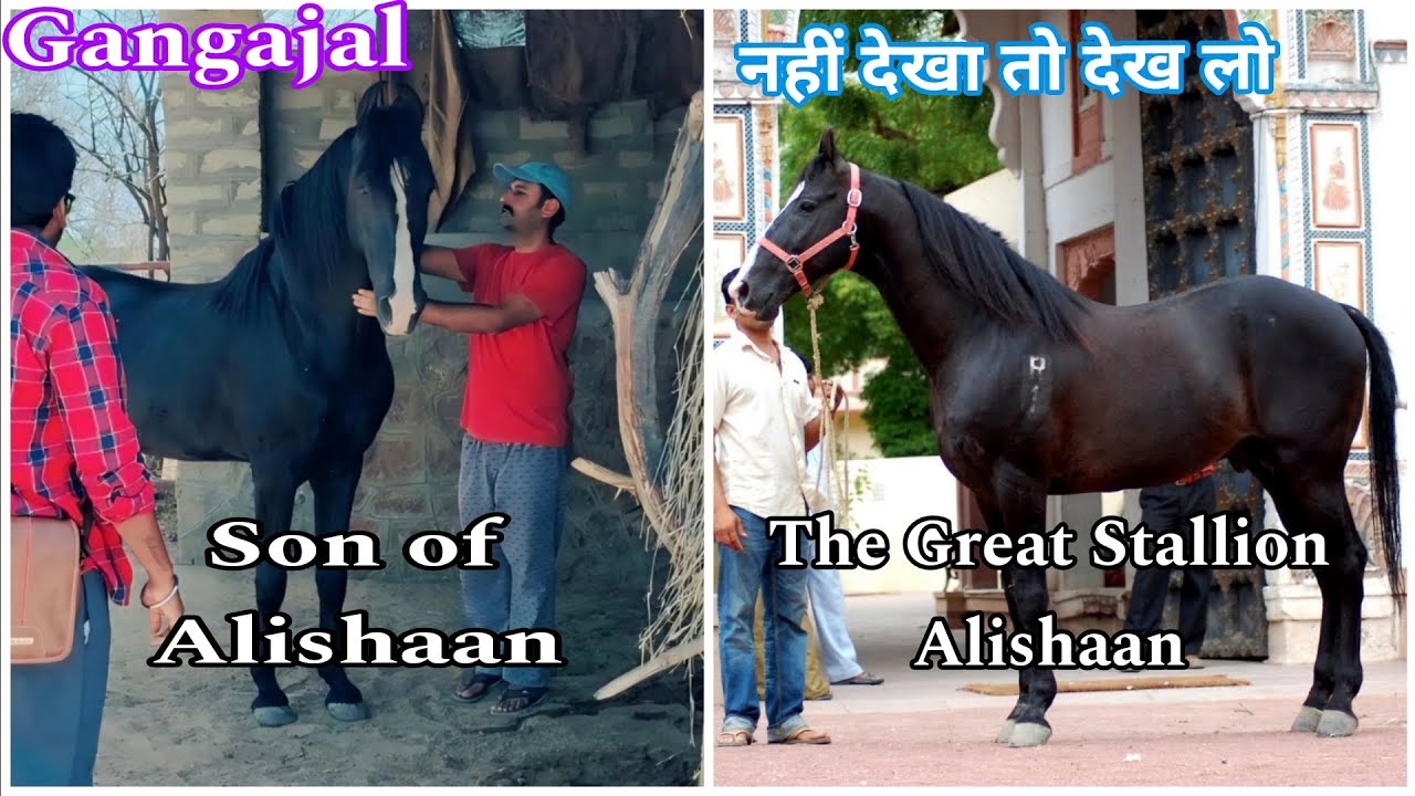 The Great Stallion Alishaan का son Gangajal। king of marwadi horse एक ...