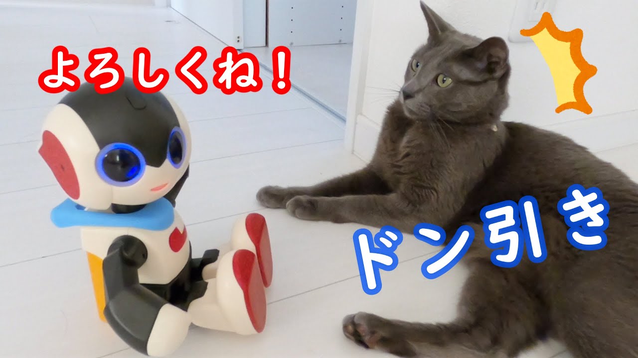 Cat Robi &Robi jr. - YouTube