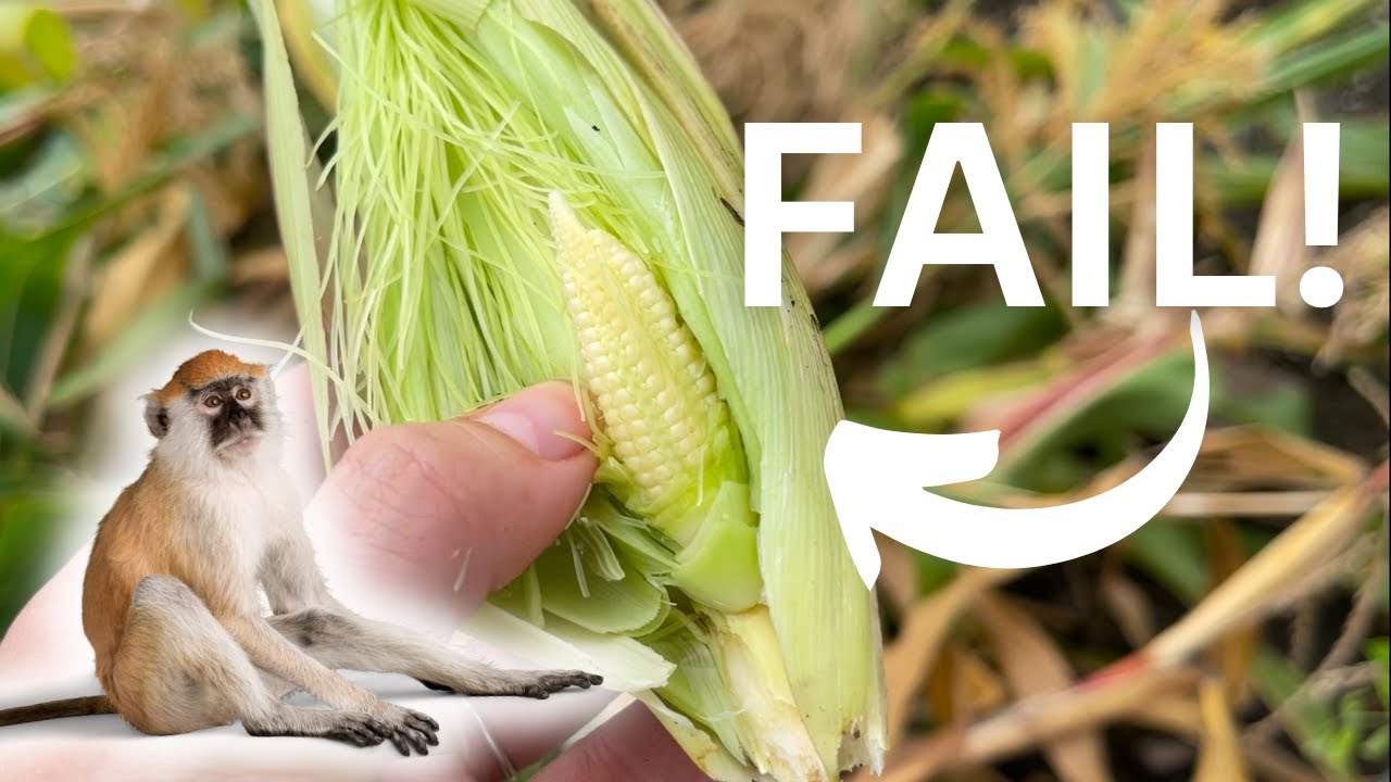 Monkeys ate our Corn Harvest ! - YouTube