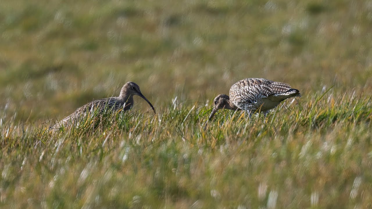 One of Ireland's last Curlew pairs, Co Monaghan - YouTube