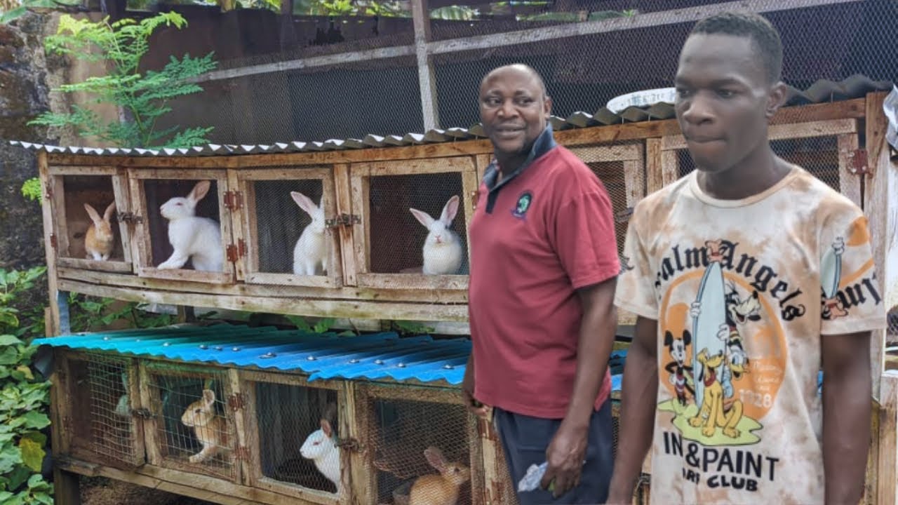 Challenges of a rabbit farm that has over 100 rabbits and still ...