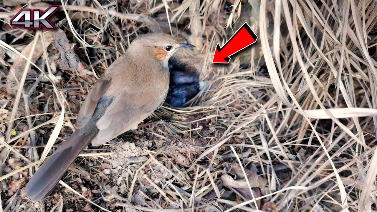 Wildlife Beauty: Robin Bird Family Moments in 4K@NaturePlusBeauty - YouTube