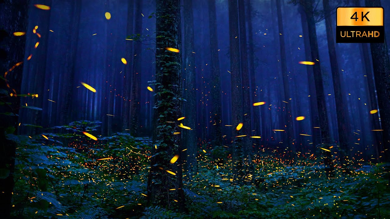 Fireflies & Crickets - Calming Nature Night Sounds & Sights for Sleep ...