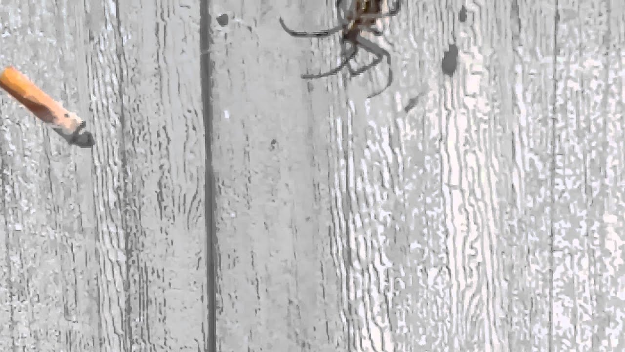 Spider smoking a cigarette - YouTube