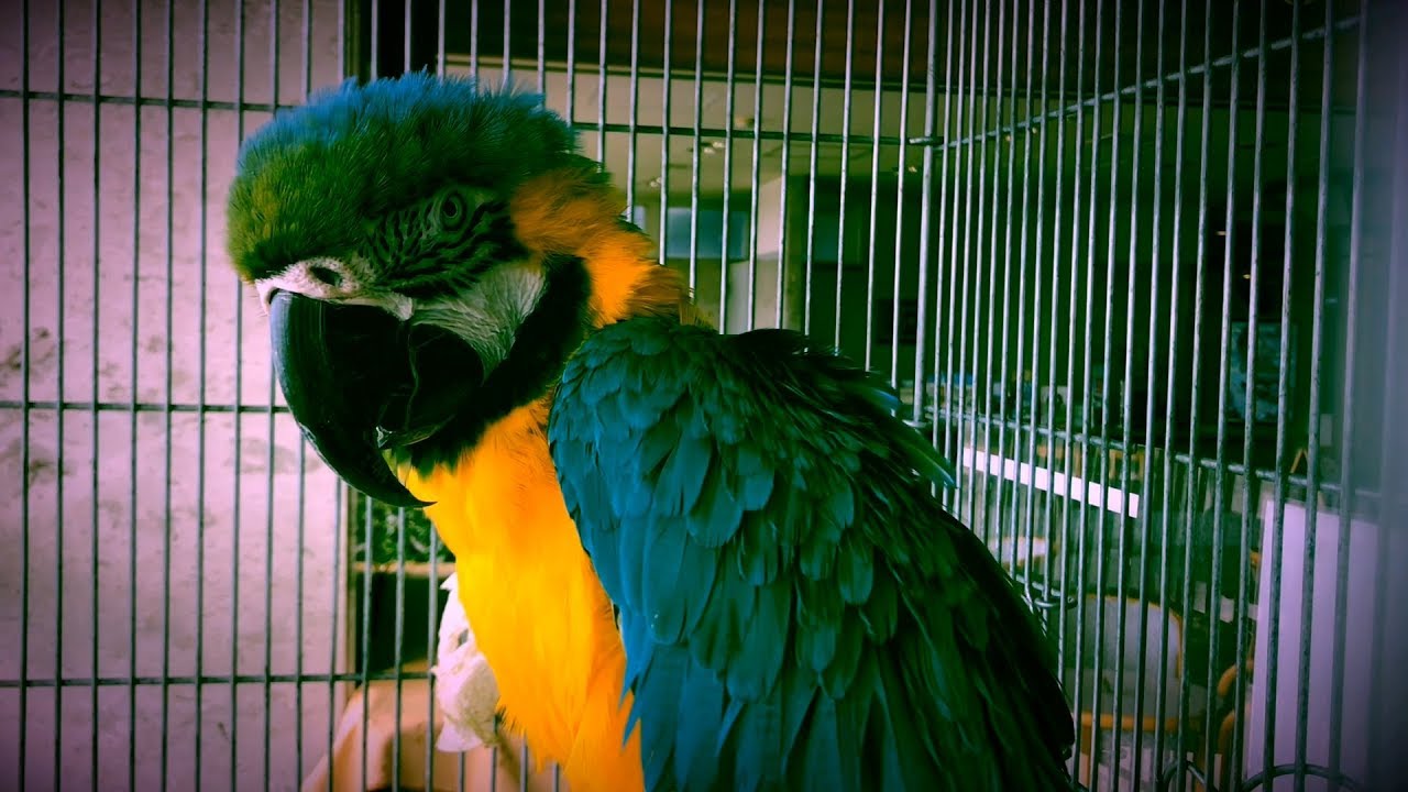 Very Angry Macaw (Angry Bird) -Animals- - YouTube