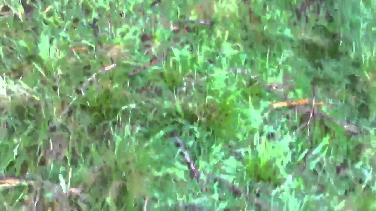 Liquid earth or floating grass - YouTube