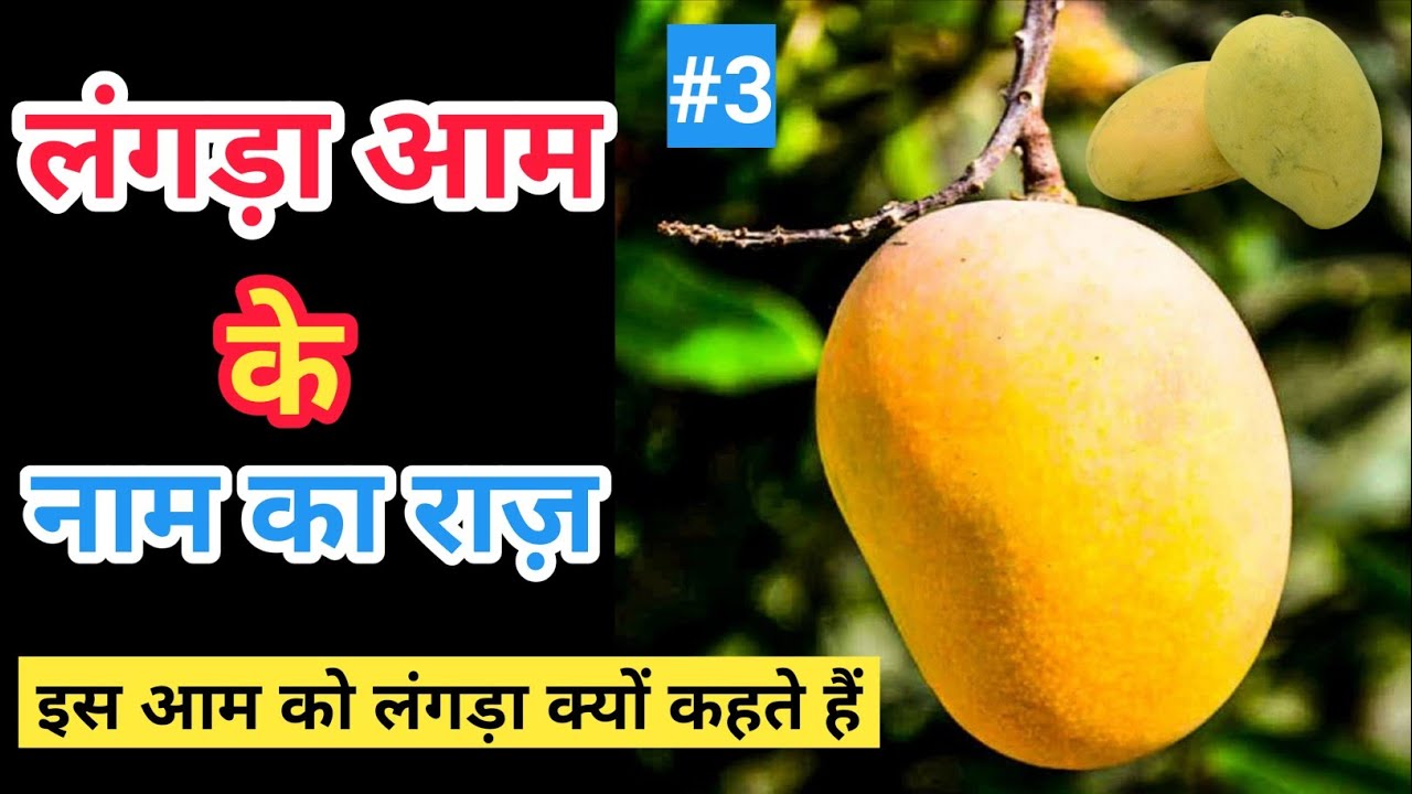 Mango Variety-3 Langda Aam | Langda Aam Finally Revealed | लंगड़ा आम - YouTube