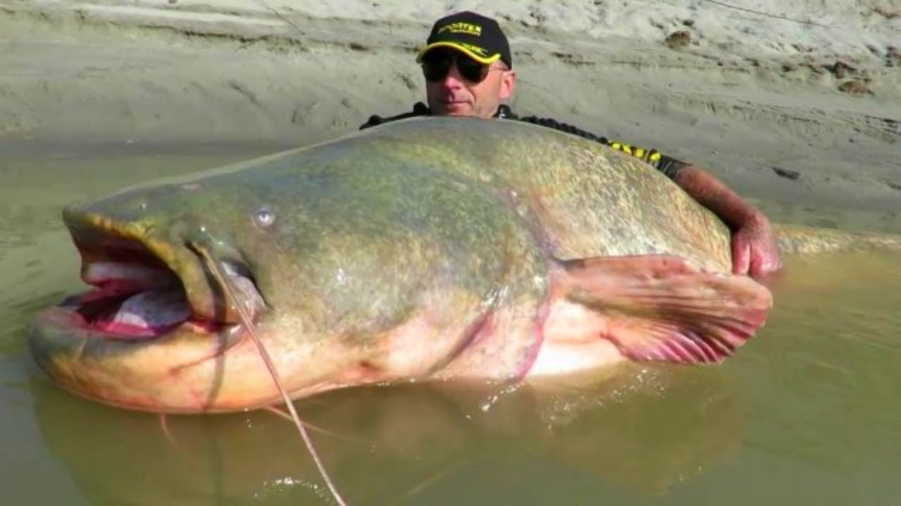 BIGGEST Ocean Catches Ever Made! - YouTube