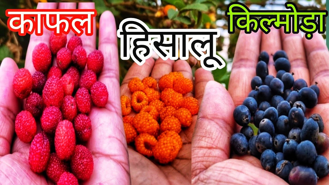 काफल हिसालू किल्मोड़ा पहाड़ी फल।।Pahadi fruits।।Uttarakhand fruits।।# ...