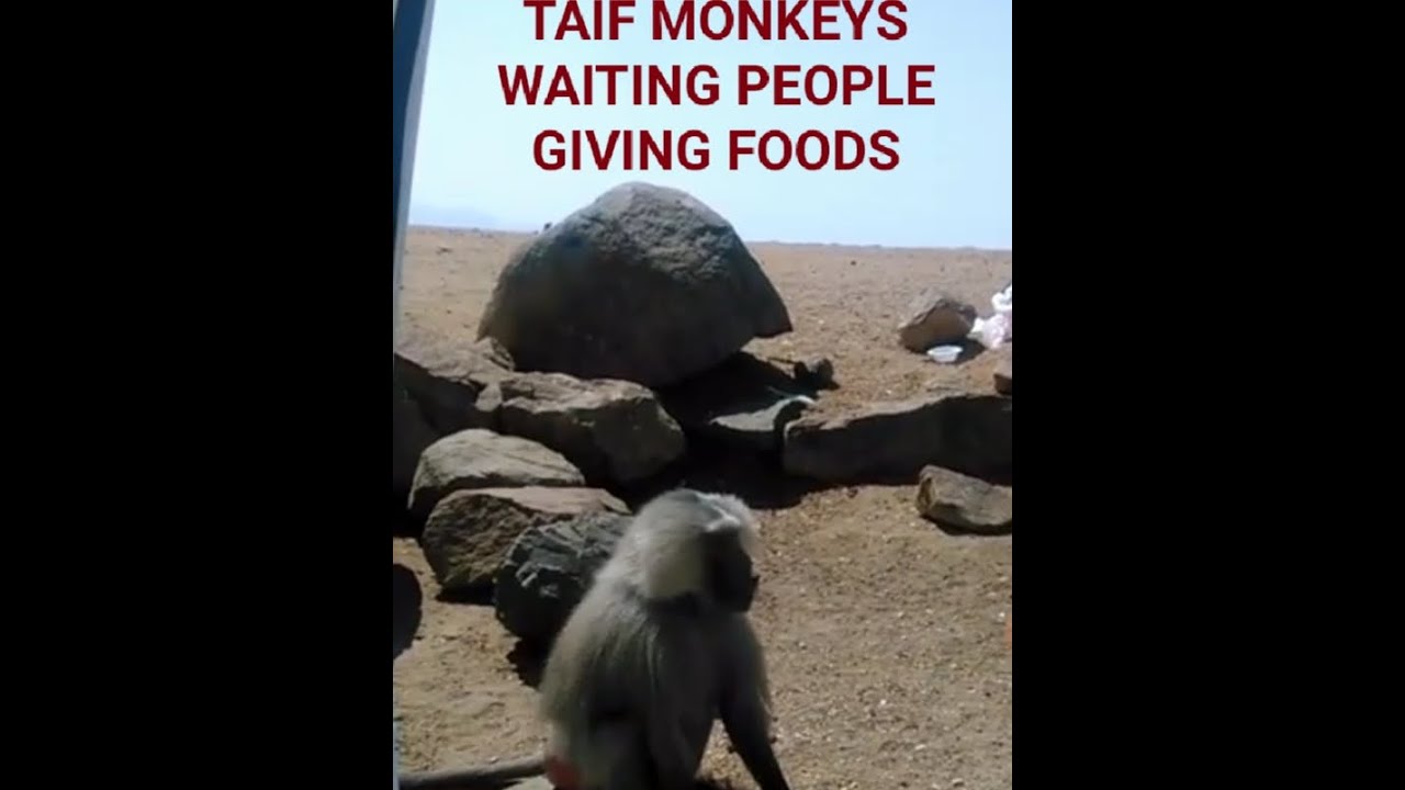 TAIF MONKEYS AT ROADSIDE - YouTube