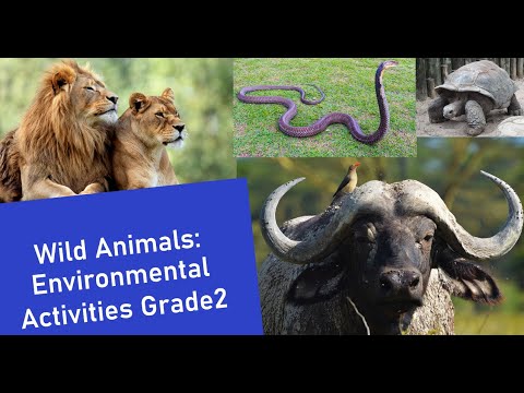 Wild animals lesson| Grade 2 Environmental Activities - YouTube