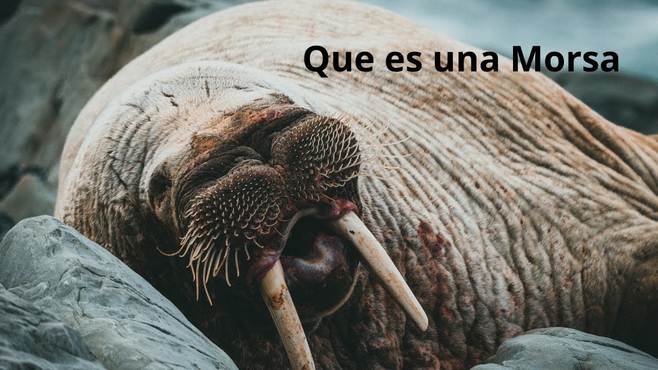 Que es una Morsa - YouTube