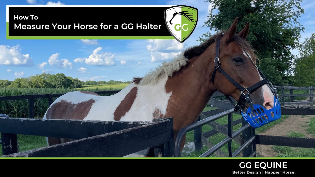 Measure Your Horse for a GG Halter - YouTube