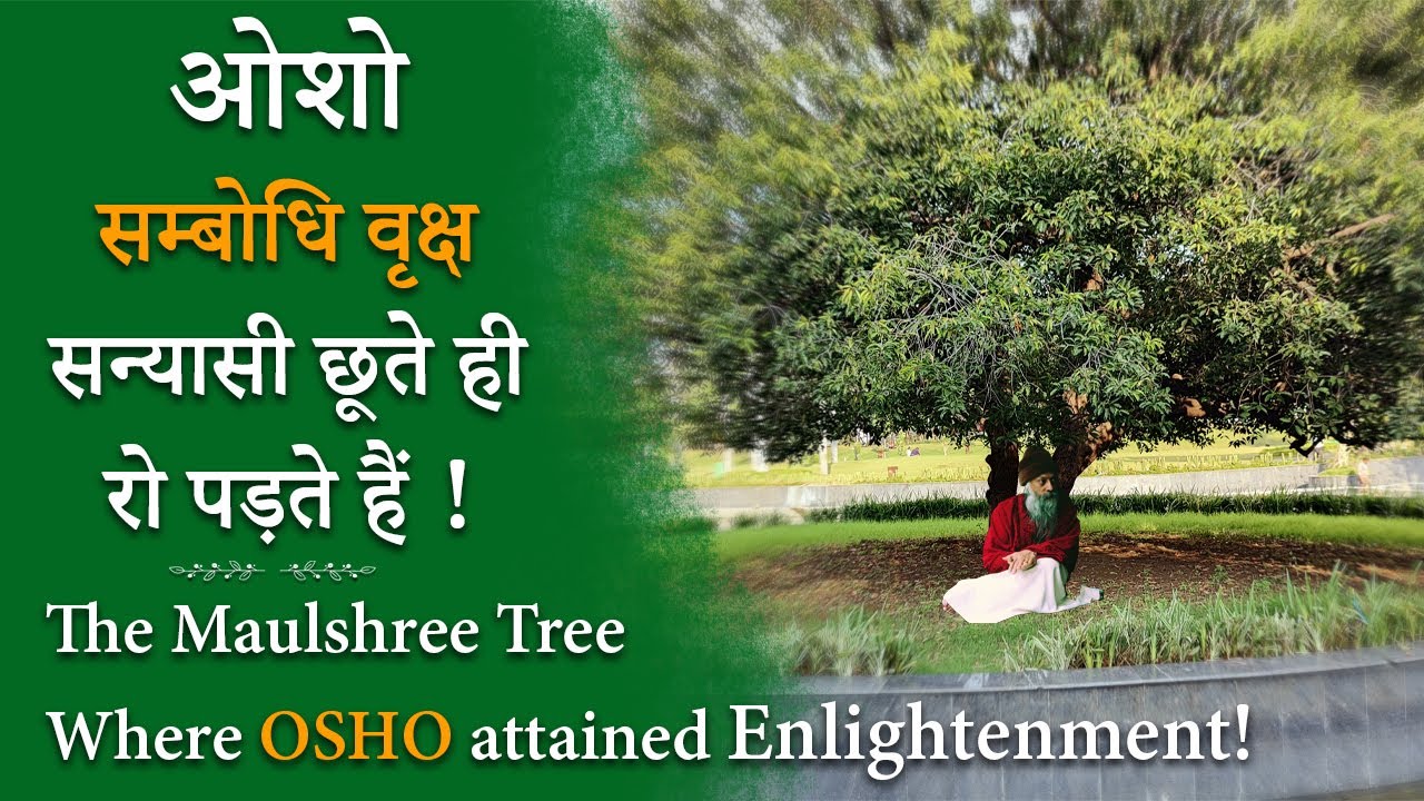 Osho Chair at Jabalpur: No-One else Ever Dared to Use | The Tree Where ...